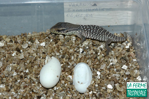 [Sur le vif] Accouplement et naissance de Varanus exanthematicus.